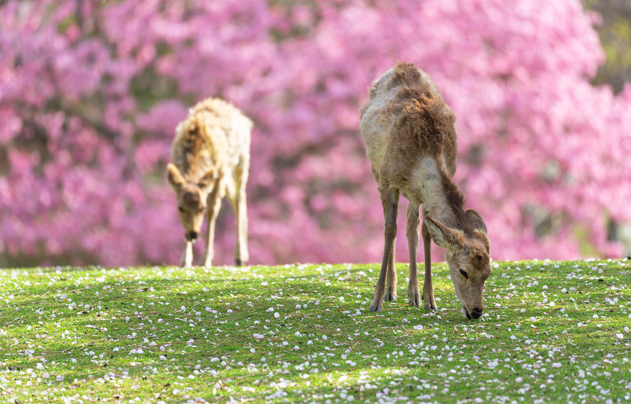 [One-day tour in Nara and Uji] Byodoin Temple, The Tale of Genji Museum, Uji Natural Hot Spring ...